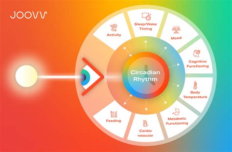 What Is Circadian Rhythm Of Body Temperature At Bob Bormann Blog
