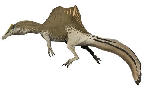 The Mystery Of The Dinosaur With A Sail On Its Back Dino World
