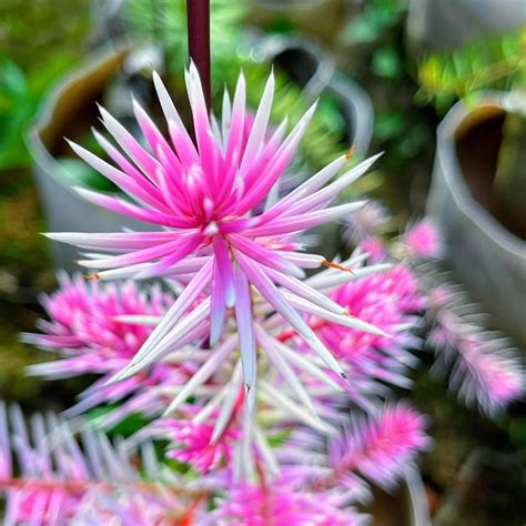 粉紅佳人斑葉變色八房松 蓮花座八房松 紫色系八房松 羽毛八房松 白色八房松 金黃色的八房松