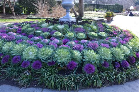 Cabbage Plants For Flower Beds At Frances Chavez Blog