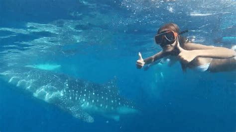 Cebu Oslob Whale Shark And Moalboal Snorkeling Tour The Abroad Guide