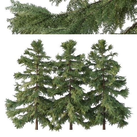 Alaska Cedar Tree 01 368689 3d Model Download 3d Model Alaska Cedar Tree 01 368689