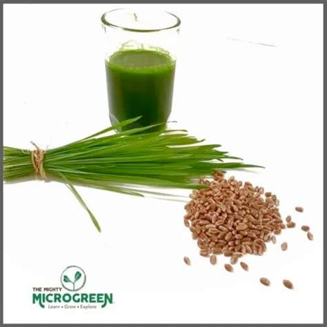 Wheatgrass Organic The Mighty Microgreen