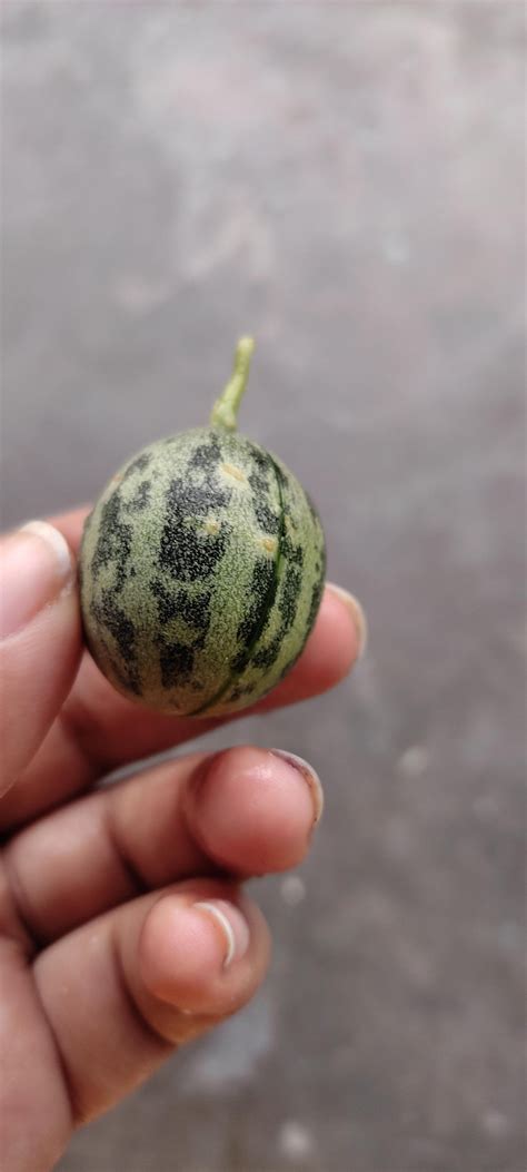 I Thought It Was Mini Watermelon And It Came Out Like A Cucumber Is