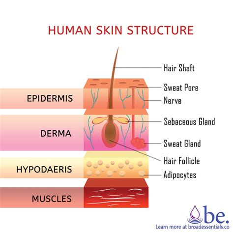 Comedogenic Scale Breakdown And Ratings Broad Essentials