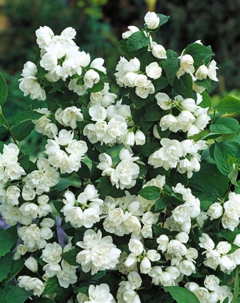 25 Best Beautiful White Shrubs You Can Grow Artofit