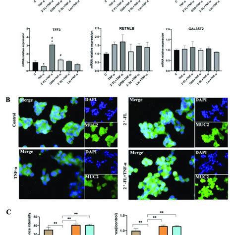The Mrna Expression Levels Of Mucin Secretion Related Genes And Cel
