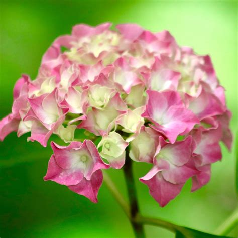 Hydrangea Macrophylla Masja Pikirangi Online Garden Centre
