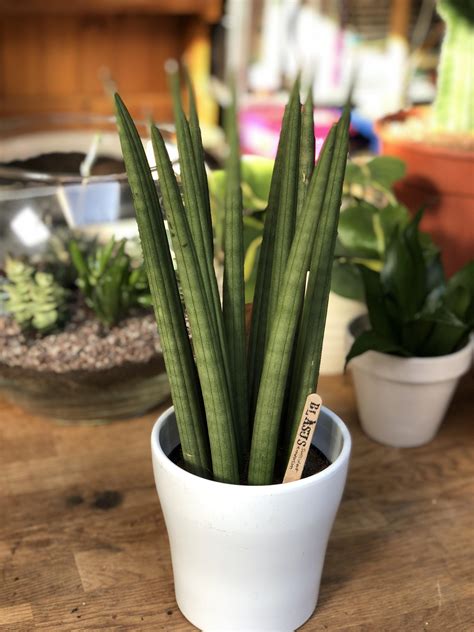 Sansevieria Cylindrica - Cylindrical Snake Plant