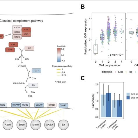 The Classical Complement Pathway Is Broadly Dysregulated In Postmortem Download Scientific