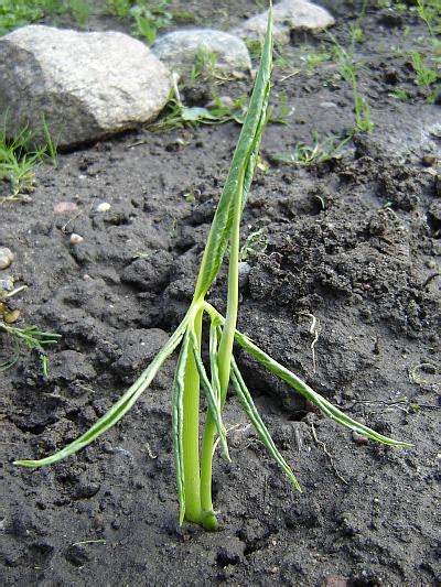 Pinellia Pedatisecta