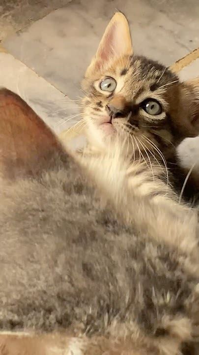 Mother Cat Playing Catyoutubeshorts Youtube