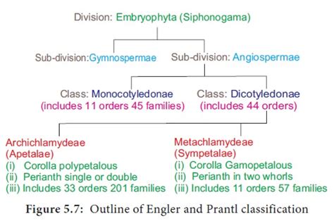 Phylogenetic System Of Classification Taxonomy