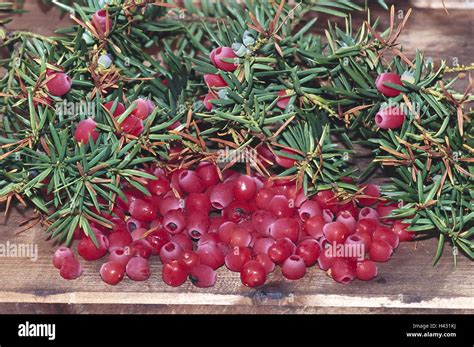Yew Taxus Baccata Detail Fruits Plant Coniferous Wood Berry Yew