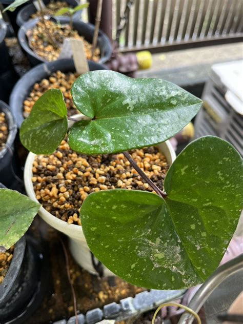 Yahooオークション トカラカンアオイ