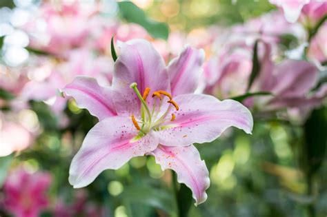 Premium Photo Lilly Flower In The Garden