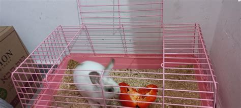 מכרסמים ארנב מתוק בצבע לבן נהנה מודעה 1027576