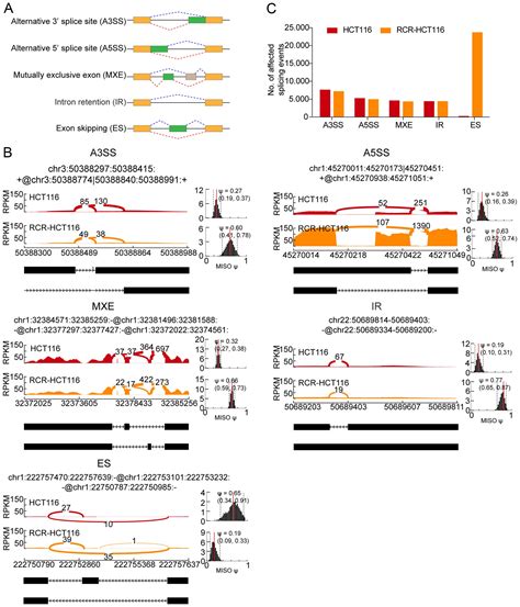 Alternative Splicing Rna Seq