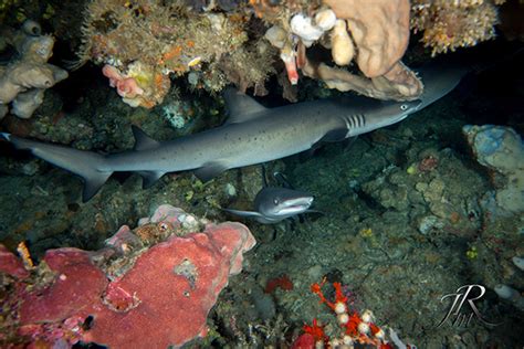 Whitetip Reef Shark Facts North Sulawesi Watersports Association