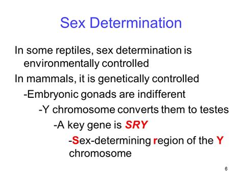 The Reproductive System Ppt Download