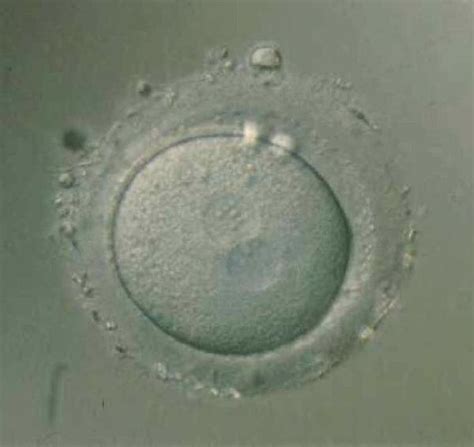 Qual é A Diferença Entre Zigoto E Embrião