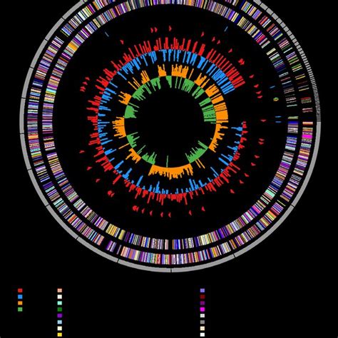 Genomic Circle Map Of Salmonella Typhimurium M3 Download Scientific Diagram