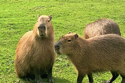 Capybara Food Chain Capybara Facts Diet Habitat And Pictures On