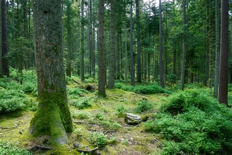 European Forest Photos Download The Best Free European Forest Stock