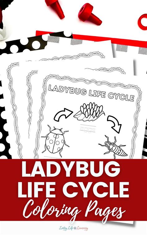 Ladybug Life Cycle Printable