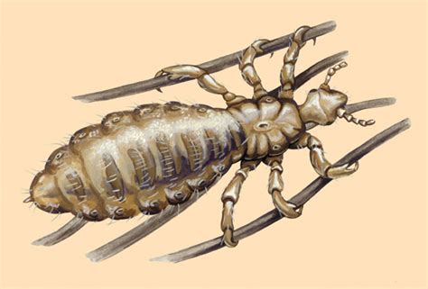 Pediculus Humanus Information Animal Diversity Web