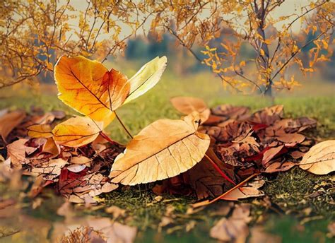 Premium Ai Image Autumn Leaves Falling In The Grass