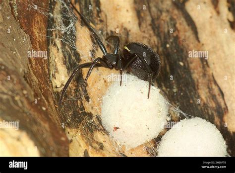 False Black Widow Egg Sac