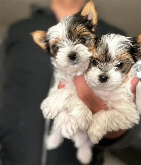 15 Photos Of Biewer Terrier Puppies With Pure Beauty