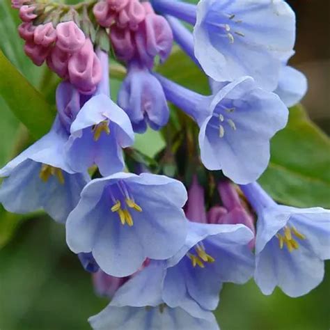 Virginia Bluebells Scrolller