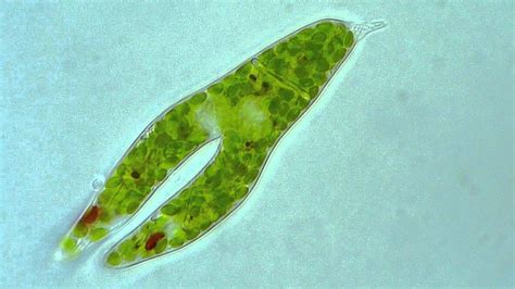 Euglena Microscopic Love
