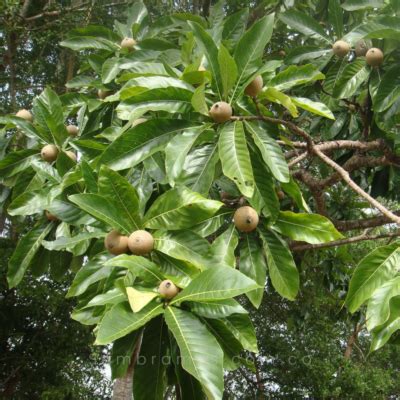 Árbol Jagua Envíos A Todo Colombia Vivero Online