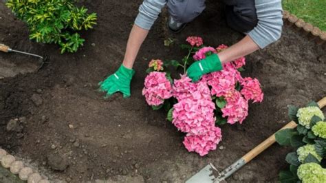 17 Tips For Winter Hydrangea Care