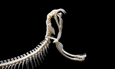 How Do Snakes Poop Snake Digestion Explained A Z Animals