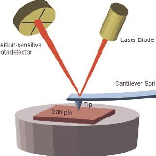 Principle Of An Atomic Force Microscope Atomic Force Microscope 2009 Download Scientific
