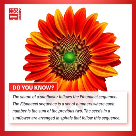 Kenken Uae The Fibonacci Sequence Is A Set Of Numbers Where Each Number Is The Sum Of The