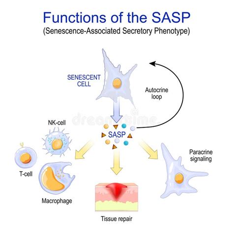 sasp stock illustrations 1 sasp stock illustrations vectors