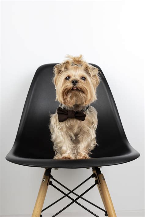 O Terijer Klubu Terijer Klub Zagreb