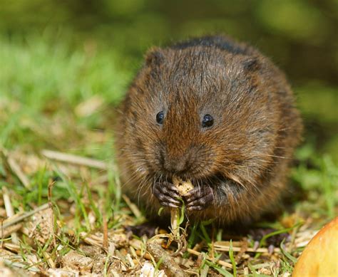 How To Use Vole Repellent Effectively