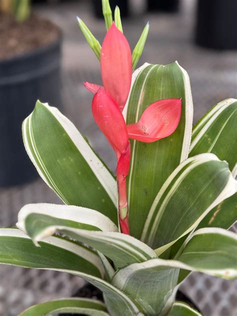 Aechmea Bromeliad Plant Varieties Bromeliads Botanic Gardens Of
