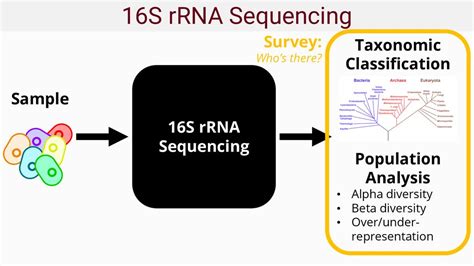 16s Rrna For Bacterial Identification