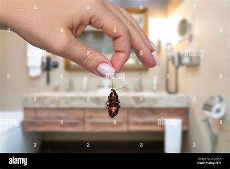Female Hand Holding Big Dead Cockroach Over Blurred Background Of Bathroom Concept Of Pest