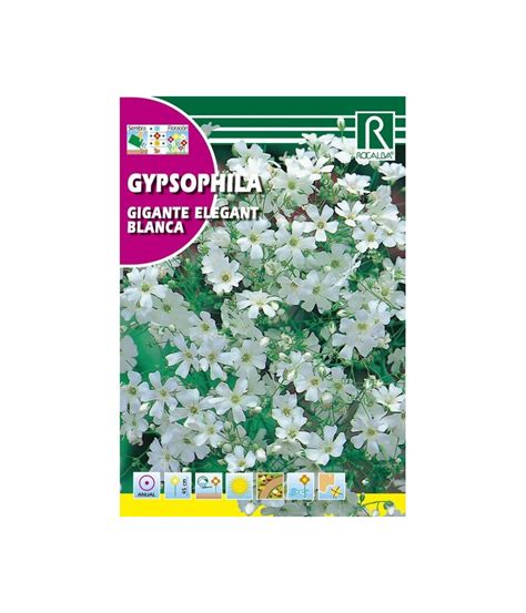 Sementes De Gypsophila Gipsofila Gigante Elegant Branca