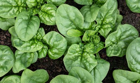 40 Types Of Spinach For Your Garden
