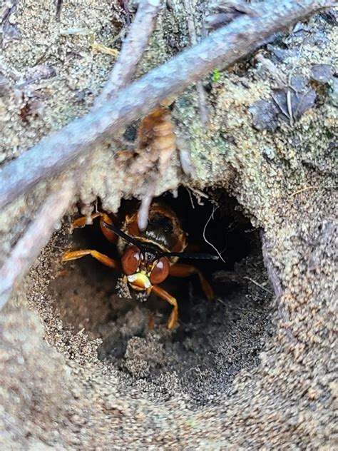 Species Of The Month Eastern Cicada Killer August 2023 Long Point