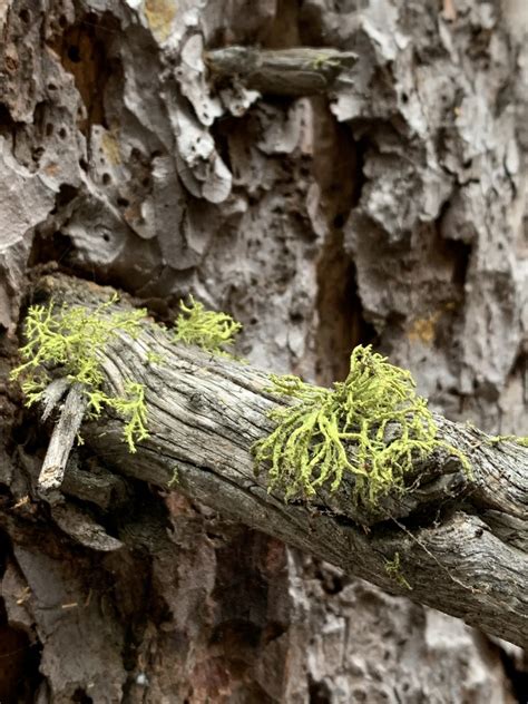 Wolf Lichen From Sawtooth National Forest Clayton Id Us On July 31 2021 At 01 25 Pm By Jesse